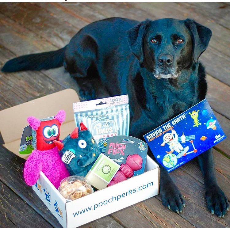 One Time Dog Gift Boxes | Gifts For Dogs | Dog Birthday Box | Puppy box ...